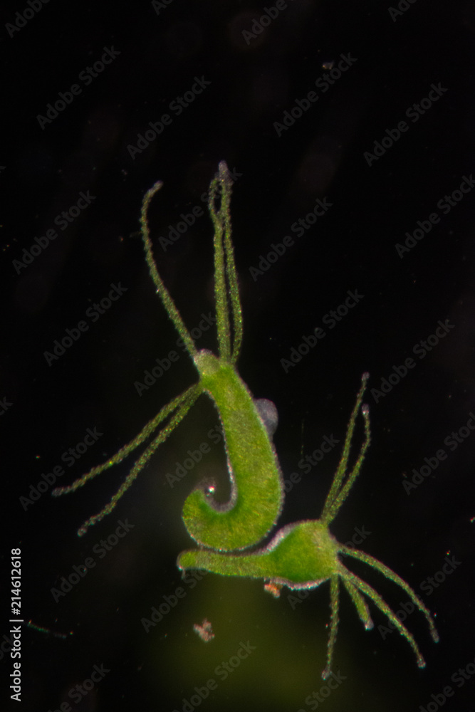 Hydra is a genus of small, fresh-water animals of the phylum Cnidaria ...