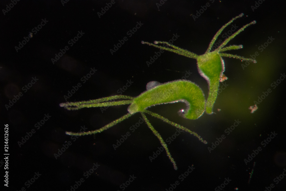 Hydra is a genus of small, fresh-water animals of the phylum Cnidaria ...