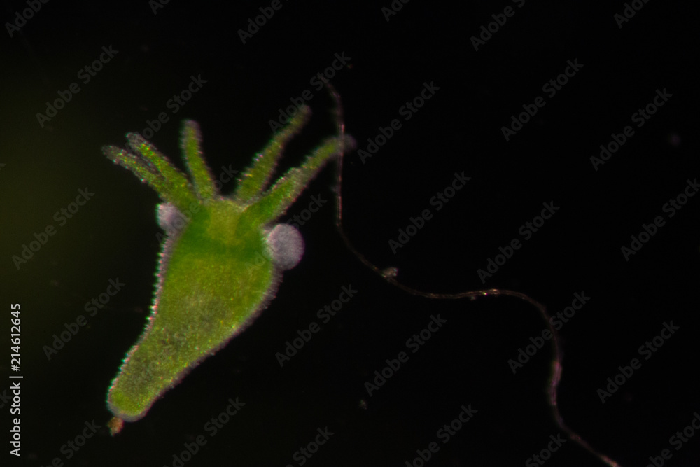 Phylum Cnidaria Hydra