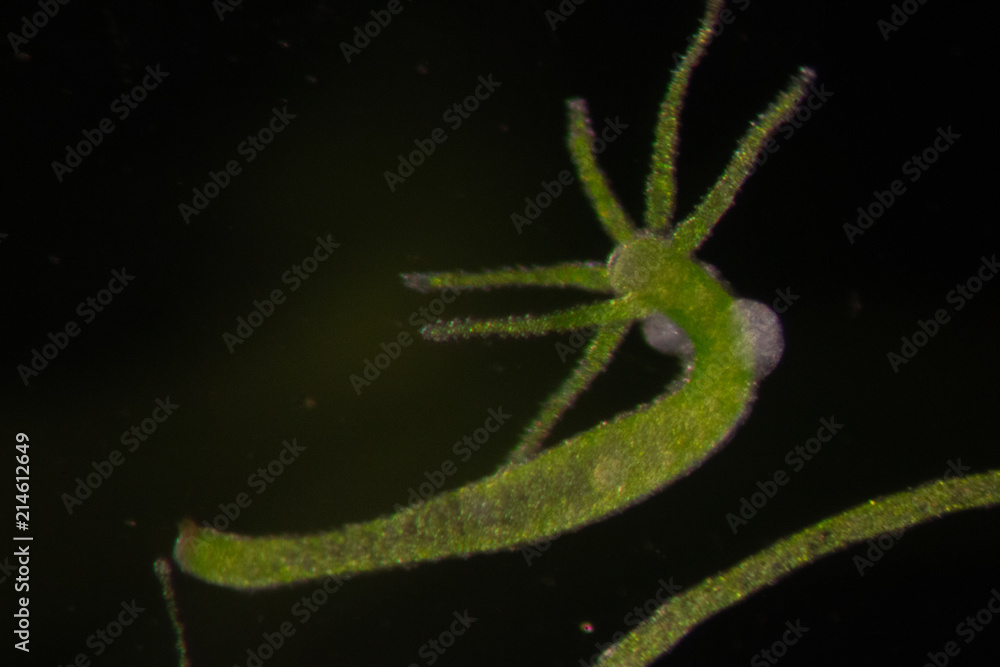 Phylum Cnidaria Hydra