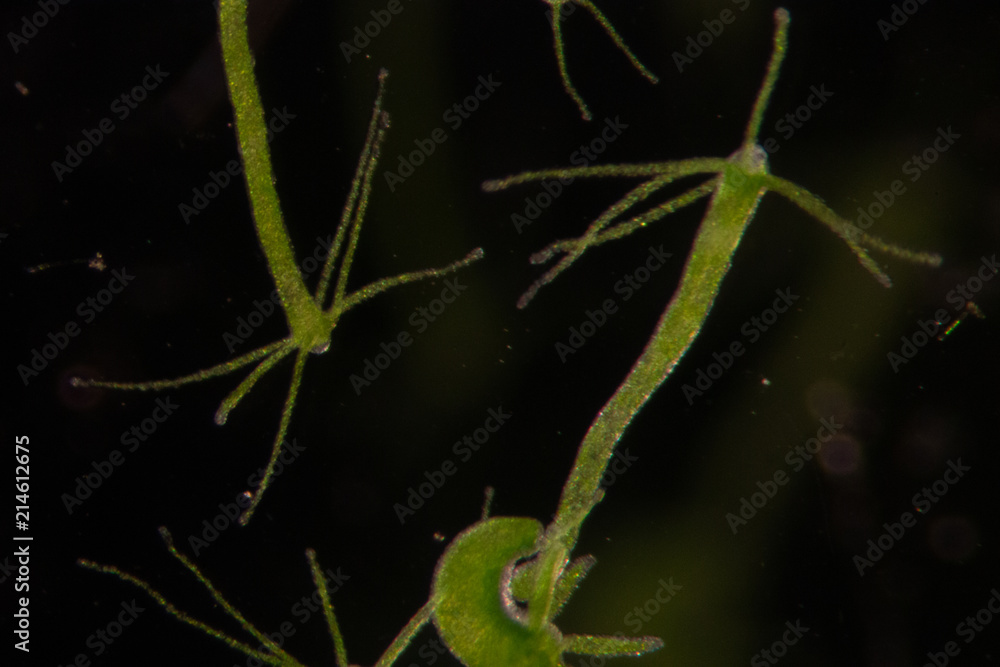 Hydra is a genus of small, fresh-water animals of the phylum Cnidaria ...