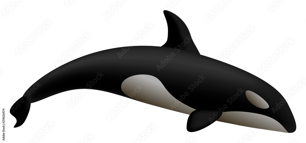 Orca Whale Template