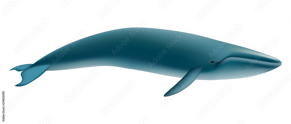 Blue whale mockup. Realistic illustration of blue whale vector mockup ...