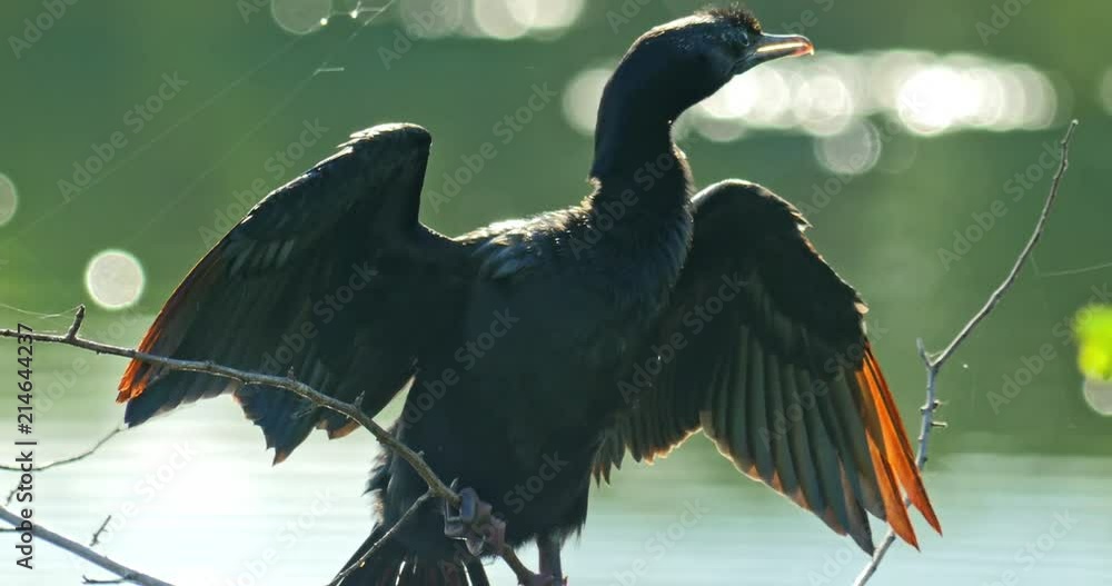 Close up view of Cormorant bird drying wings in wilderness of Sri Lanka ...