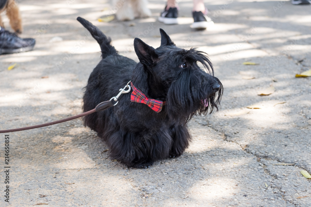 Red Scottish Terrier