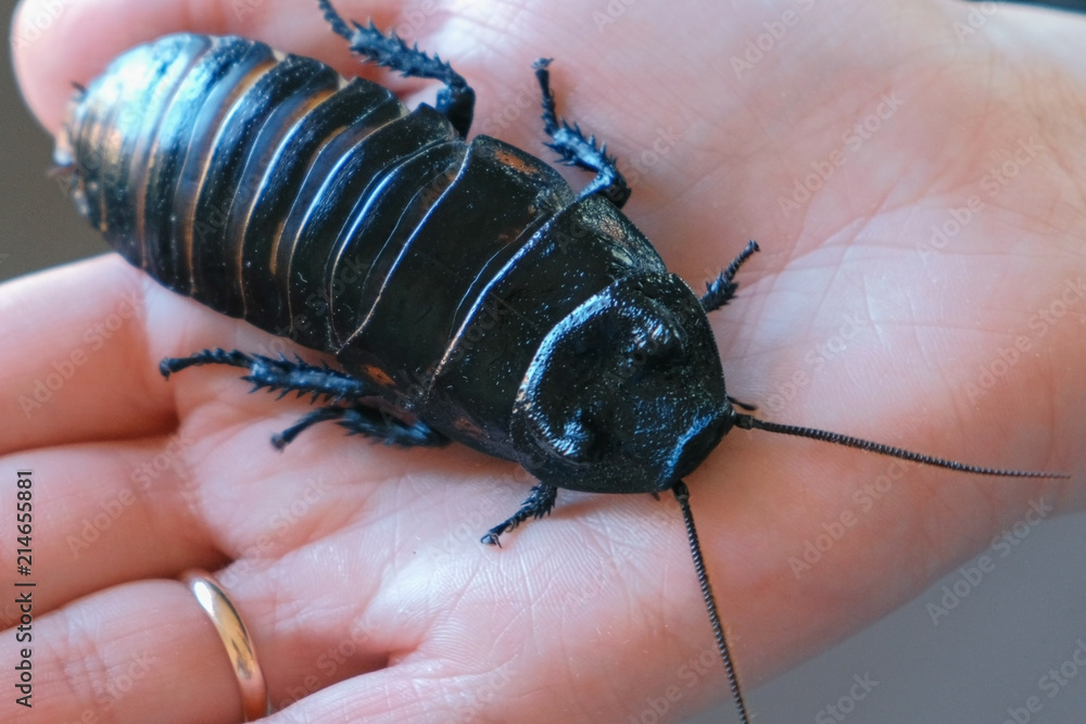 Male of Gromphadorhina portentosa the hissing cockroach, one of the ...