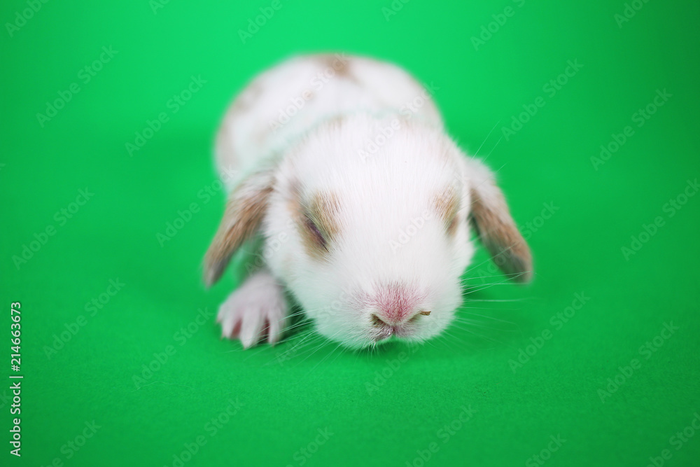 Newborn Mini Lop Rabbits