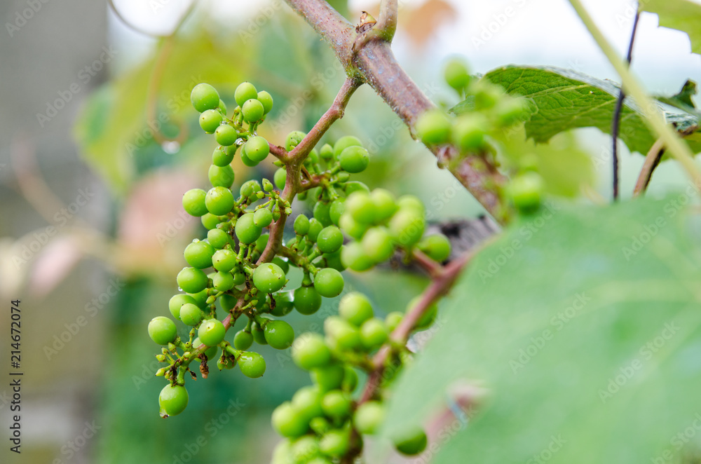 Cluster of green grapes! not yet matured. Clusters at the beginning of ...