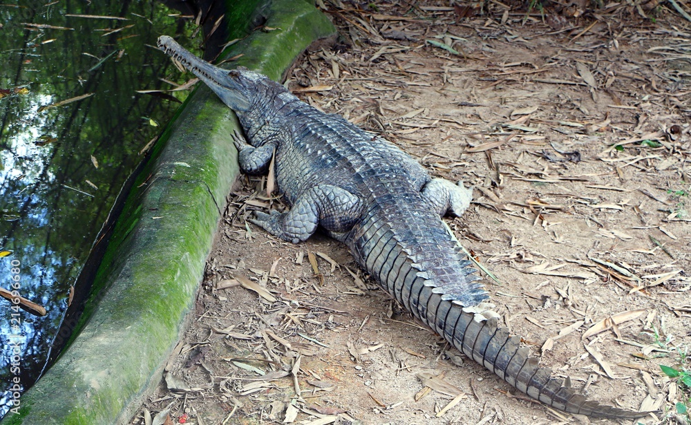 False Gharial