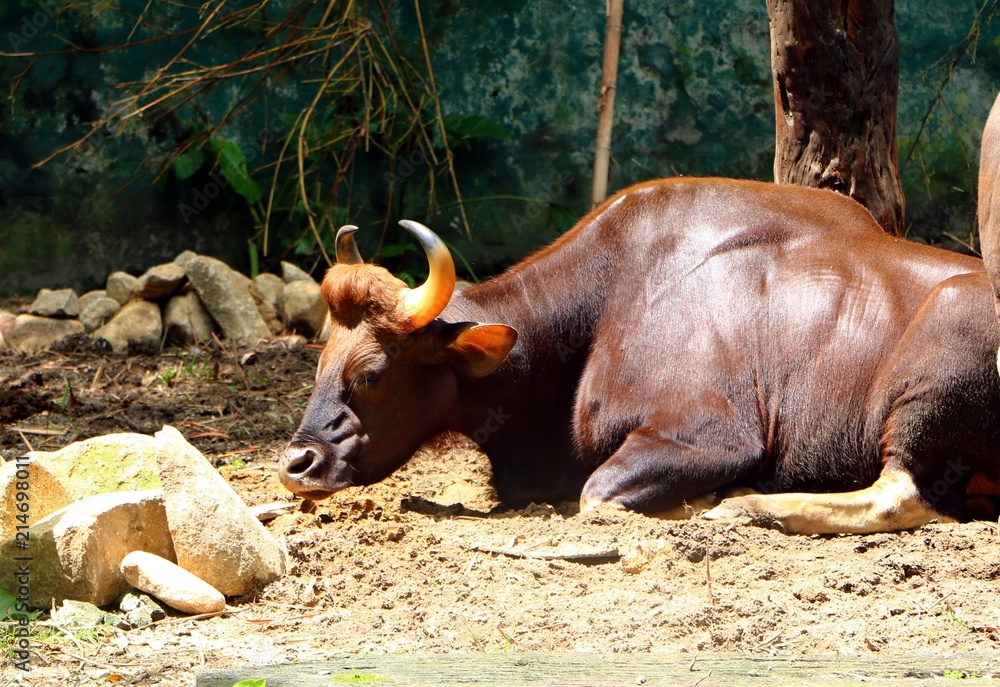 The Indian gaur ( Bos gaurus), also called the Indian bison, is the ...