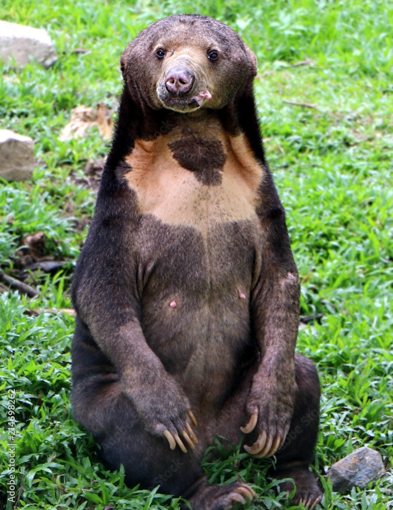 Malayan Sun Bear