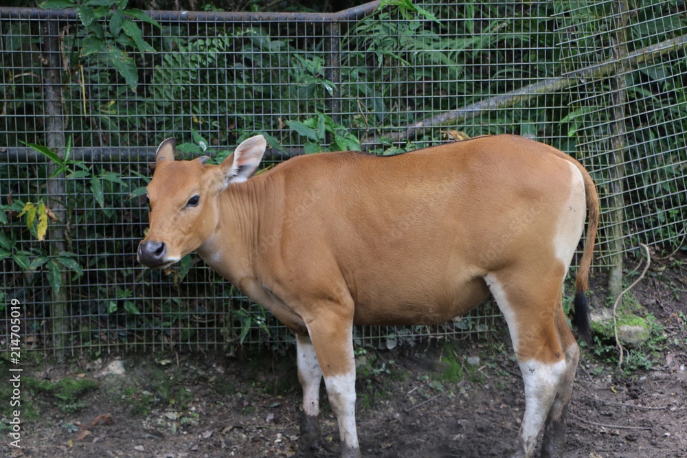 Banteng (Bos javanicus), also known as tembadau, is a species of wild ...