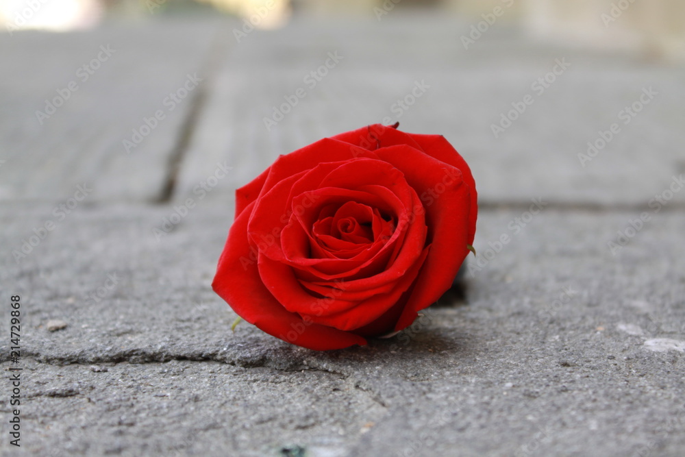 Fallen Red Rose on the floor Stock Photo | Adobe Stock