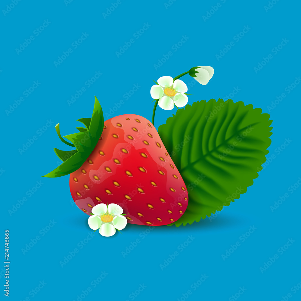 Vector realistic red strawberry, leaves and flowers on blue gradient ...