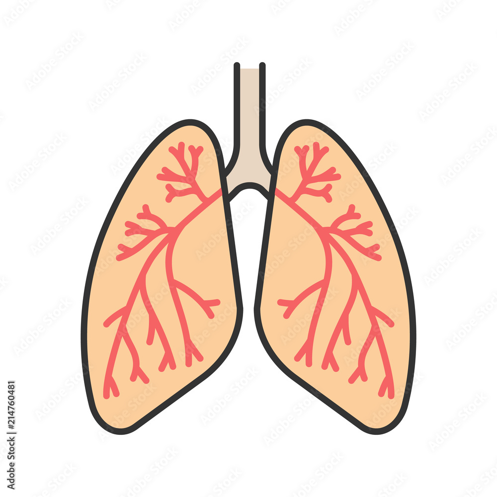 Human lungs with bronchi and bronchioles color icon Stock Vector ...