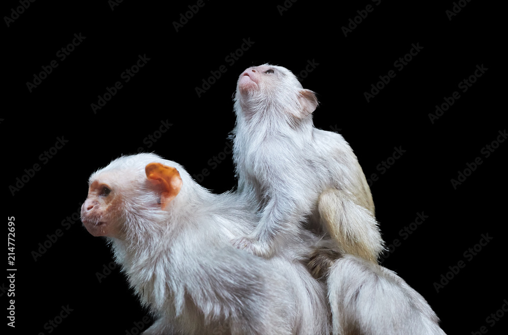 Isolated on black background, Silvery marmoset, Mico argentatus, small ...
