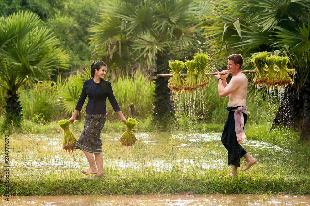 Young couple lovers walking and talking on the rice field, back to ...