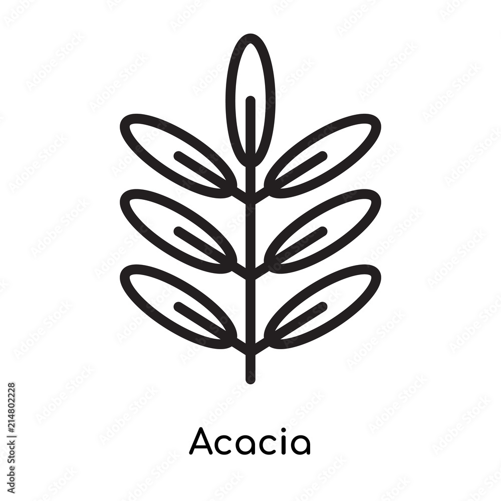 Acacia icon vector sign and symbol isolated on white background, Acacia ...