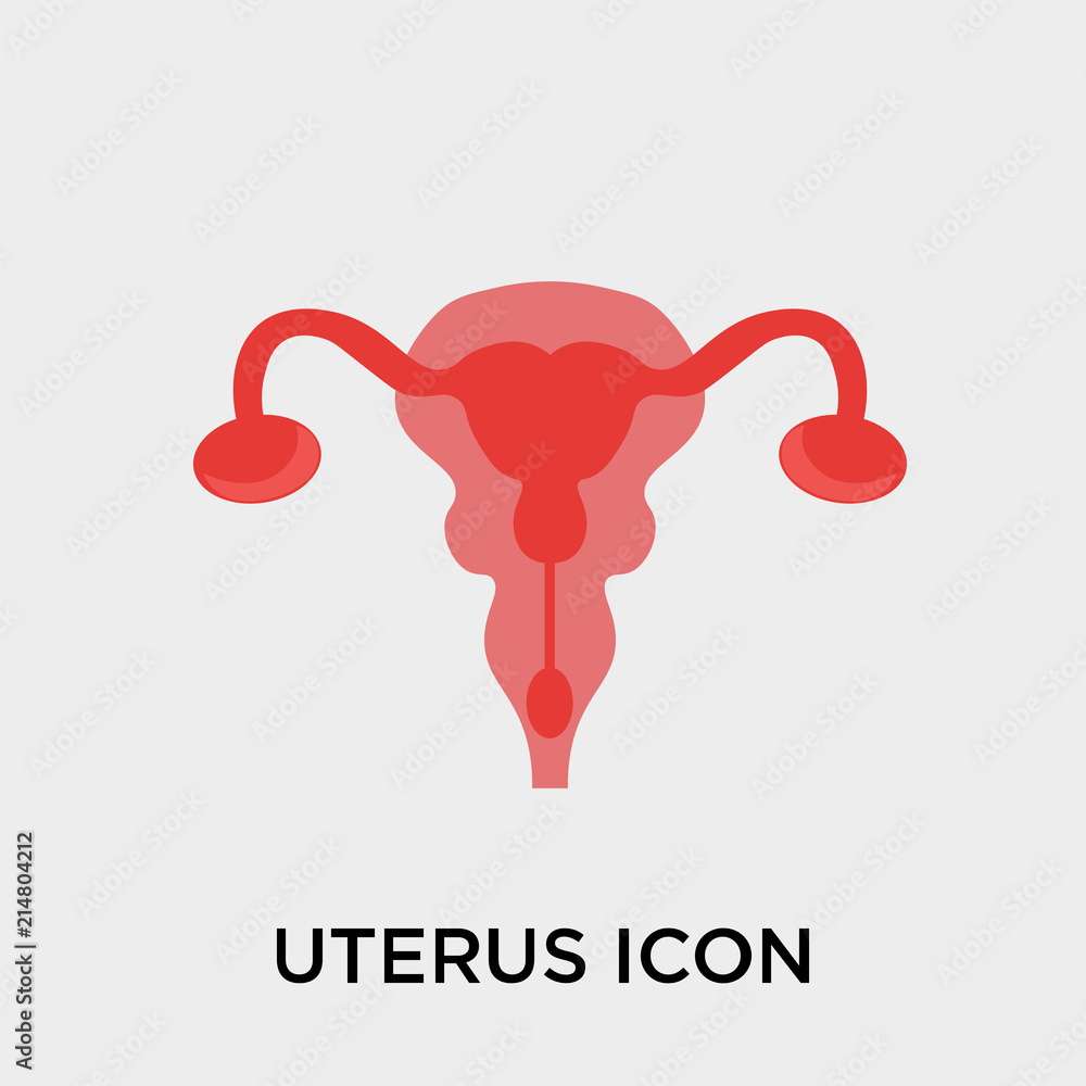 Uterus icon vector sign and symbol isolated on white background, Uterus ...