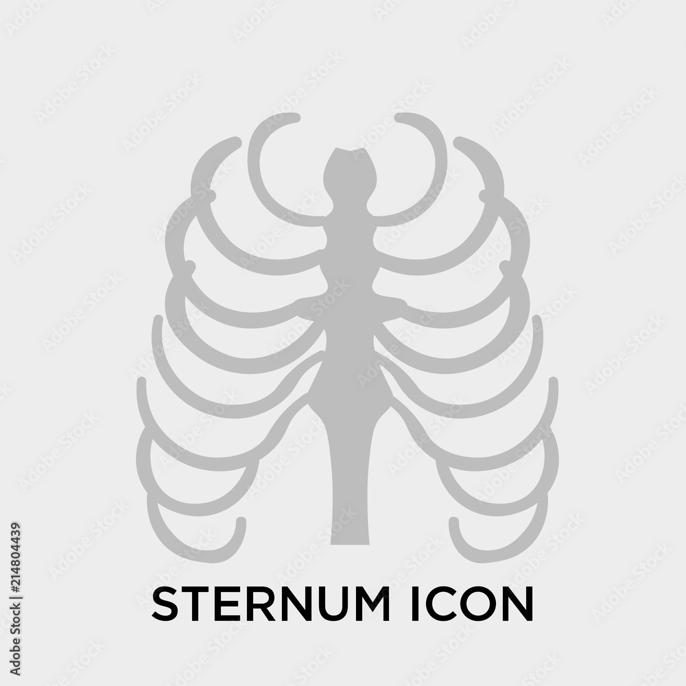 Sternum icon vector sign and symbol isolated on white background ...