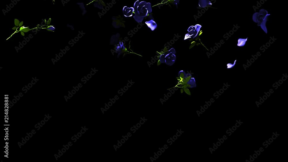 Falling Blue Roses On Black Background.3DCG render Animation. Stock ...