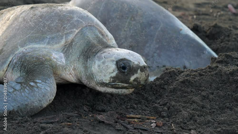 Atlantic ridley sea turtles spawning on a tropical beach. The Kemp's ...