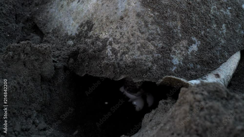 Atlantic ridley sea turtle spawning on a tropical beach. The Kemp's ...
