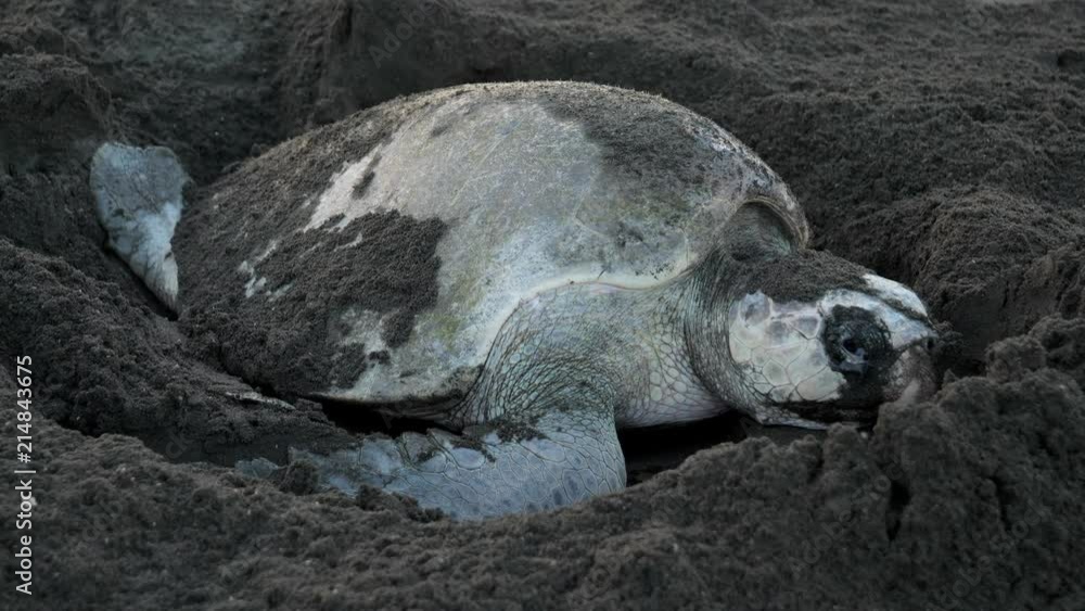Atlantic ridley sea turtle spawning on a tropical beach. The Kemp's ...