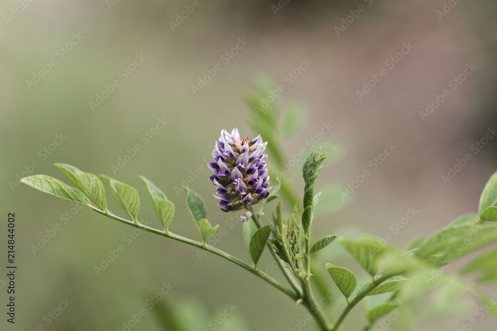 Flower of a licorice bush (Glycyrrhiza glabra) Stock Photo | Adobe Stock