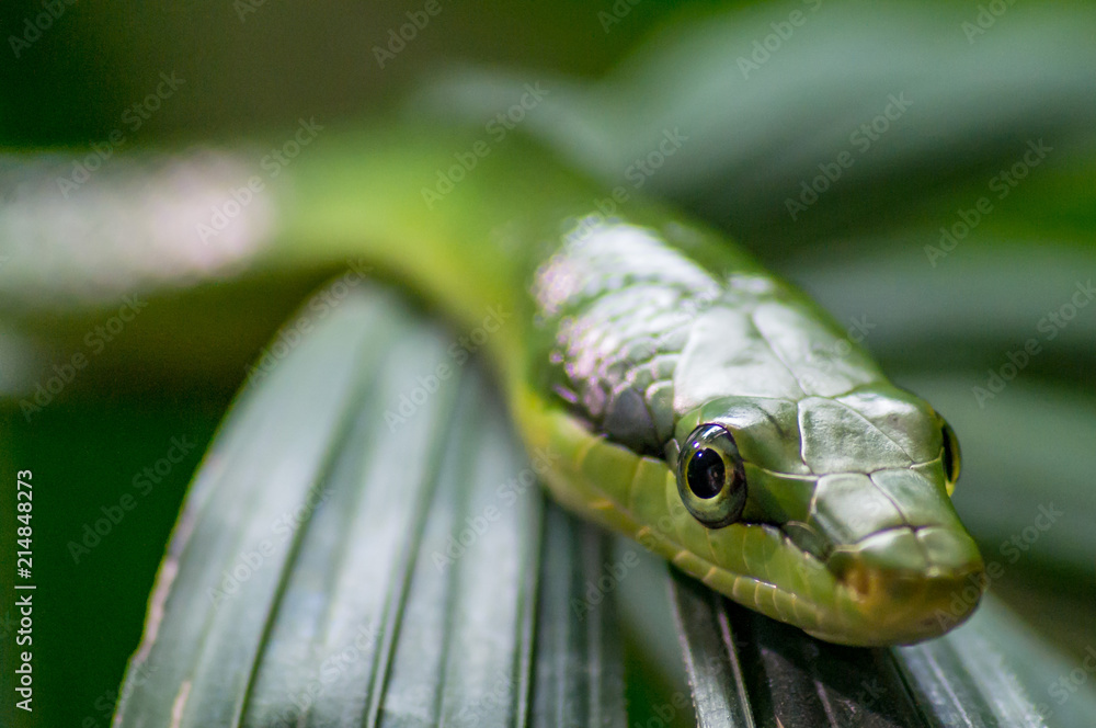 Red Tailed Racer snake Stock Photo | Adobe Stock