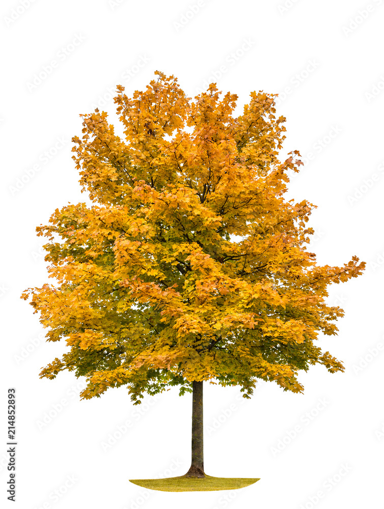 Maple Tree White Background