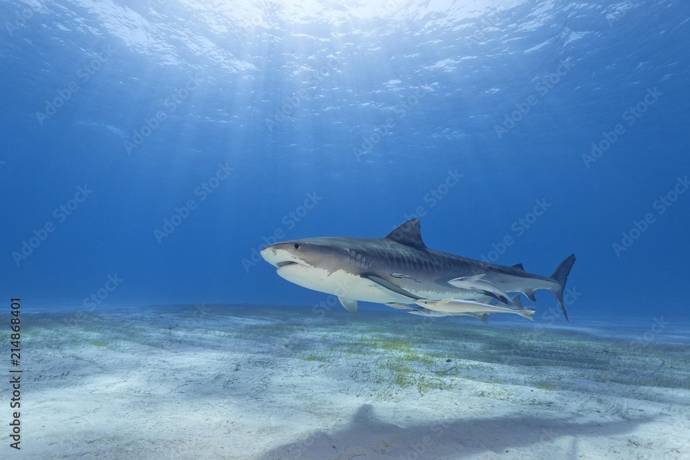 Tiger Shark (Galeocerdo cuvier) with Slender sharksucker (Echeneis ...