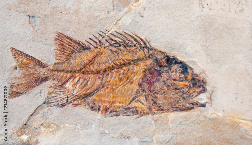 Prehistoric Fish Fossils