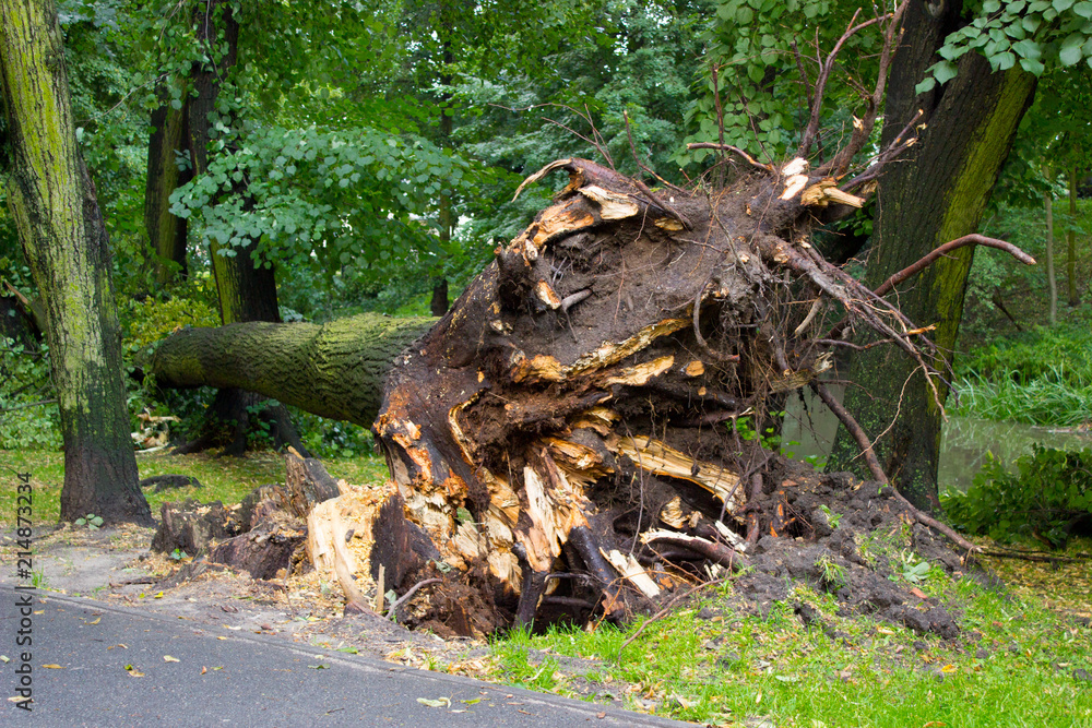 Uprooted tree after storm in park, dangerous weather concept Stock ...