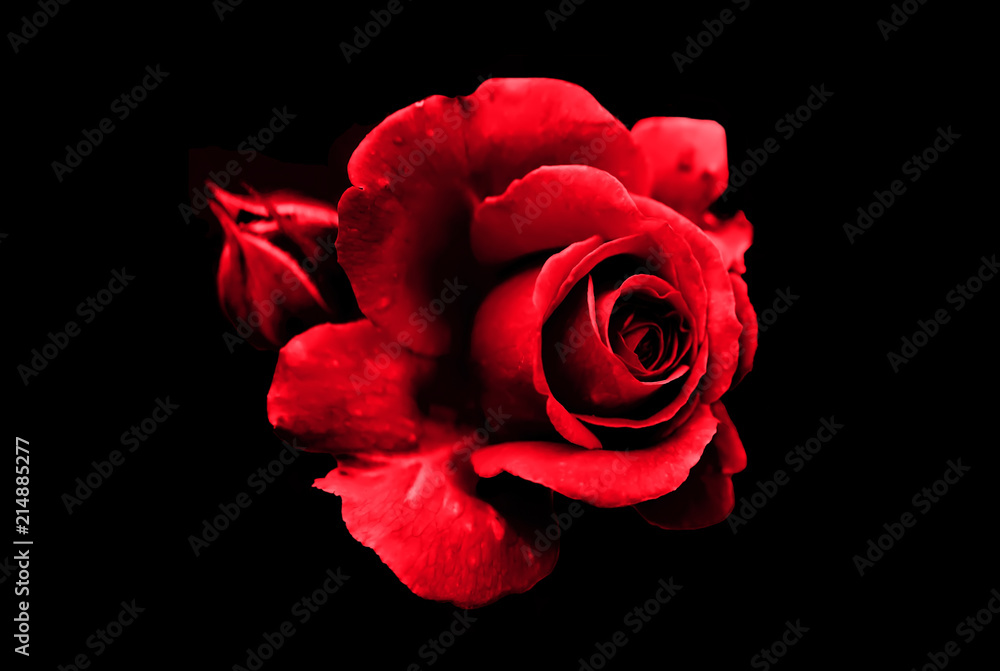 Art photo rose petals isolated on the black natural blurred background ...