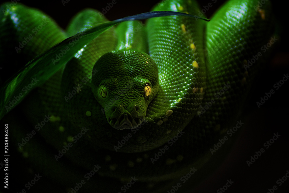 Black And Green Python