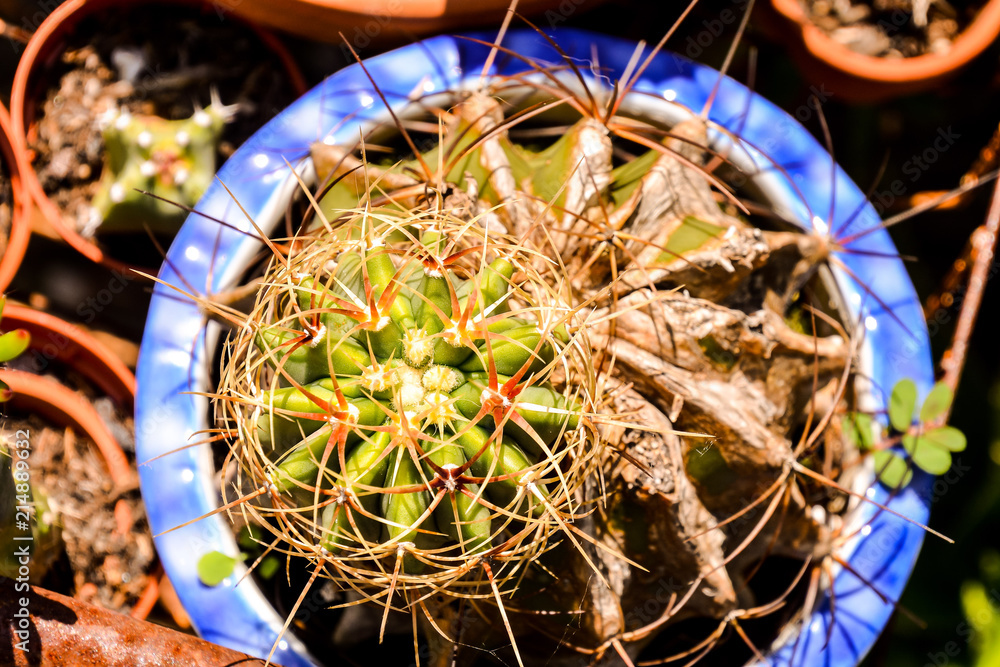 Cactus Texture Background Stock Photo | Adobe Stock