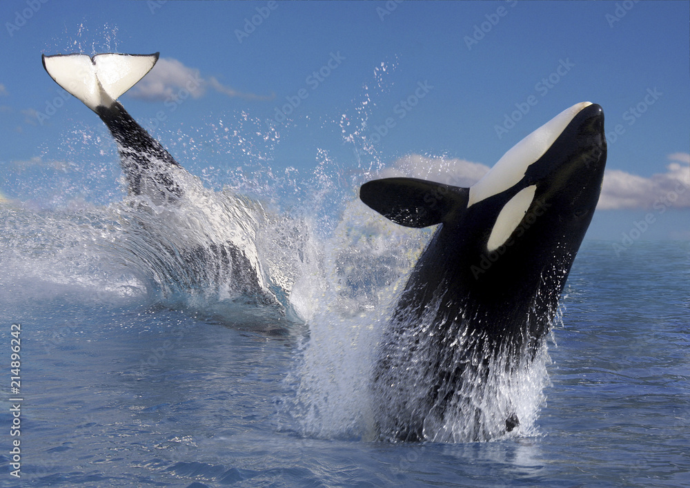 Zwei Schwertwale (Orcinus orca), Killerwale im Sprung Stock Photo ...