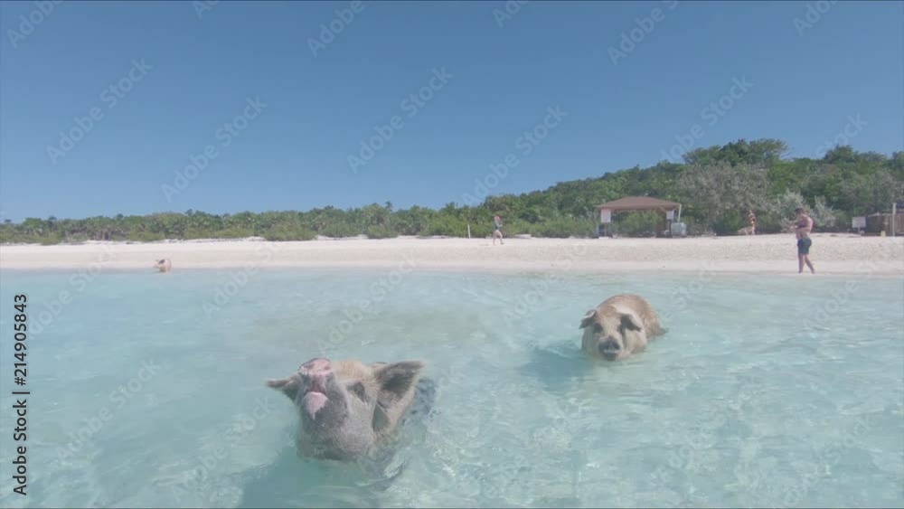 Swimming pigs play in sand and crystal waters on island in the Bahamas ...