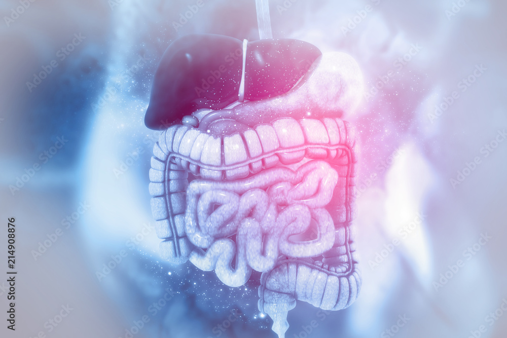 Human digestive system on scientific background Stock Illustration ...