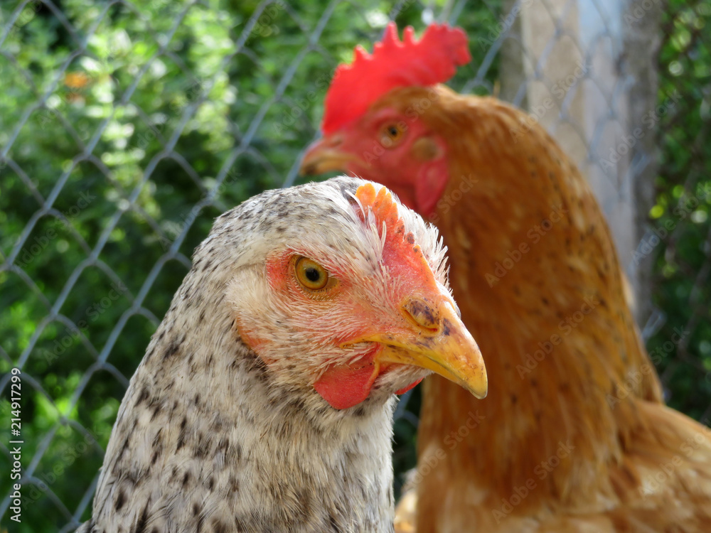 Chickens on the summer farm against the wire mesh, close-up. Domestic ...