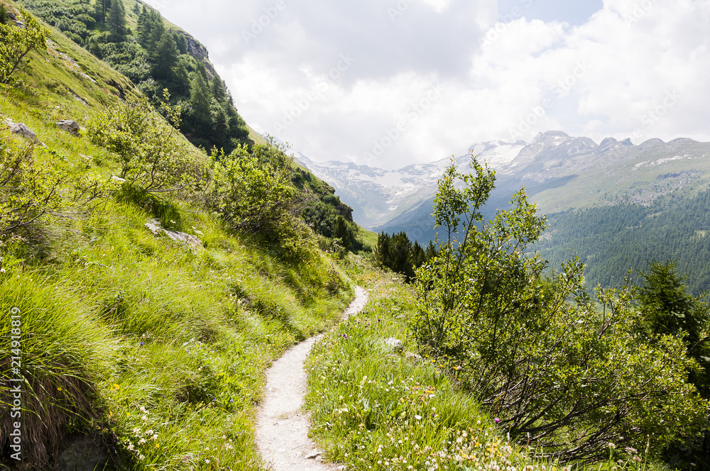 Sils, Segl, Val Fex, Fextal, Wanderweg, Marmorè, Bergblumen, Blumenweg ...