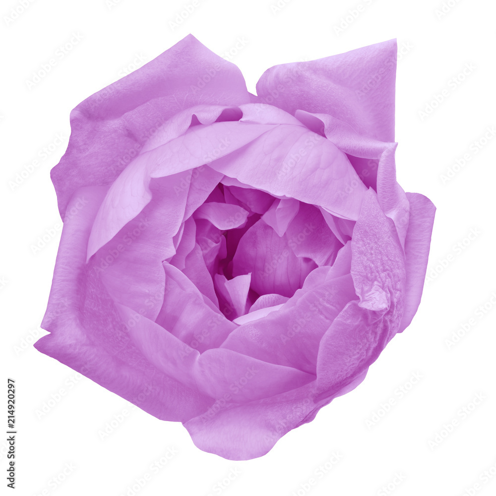 flower lilac rose isolated on white background. Close-up. Element of ...