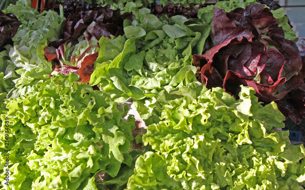 Green and dark lettuce. Fresh organic lettuce for salad. Healthy ...