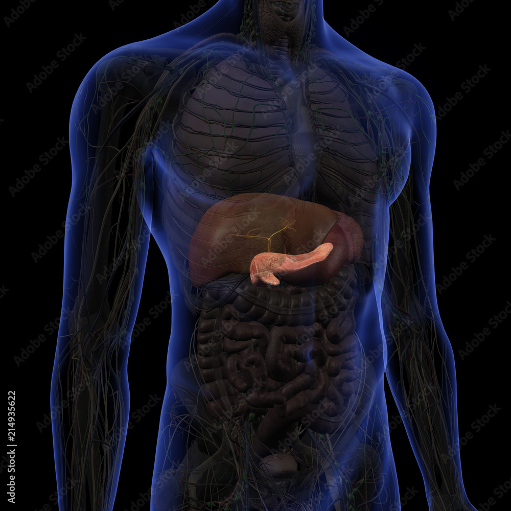 Pancreas and Liver Highlighted in Male Abdominal Anatomy Stock ...