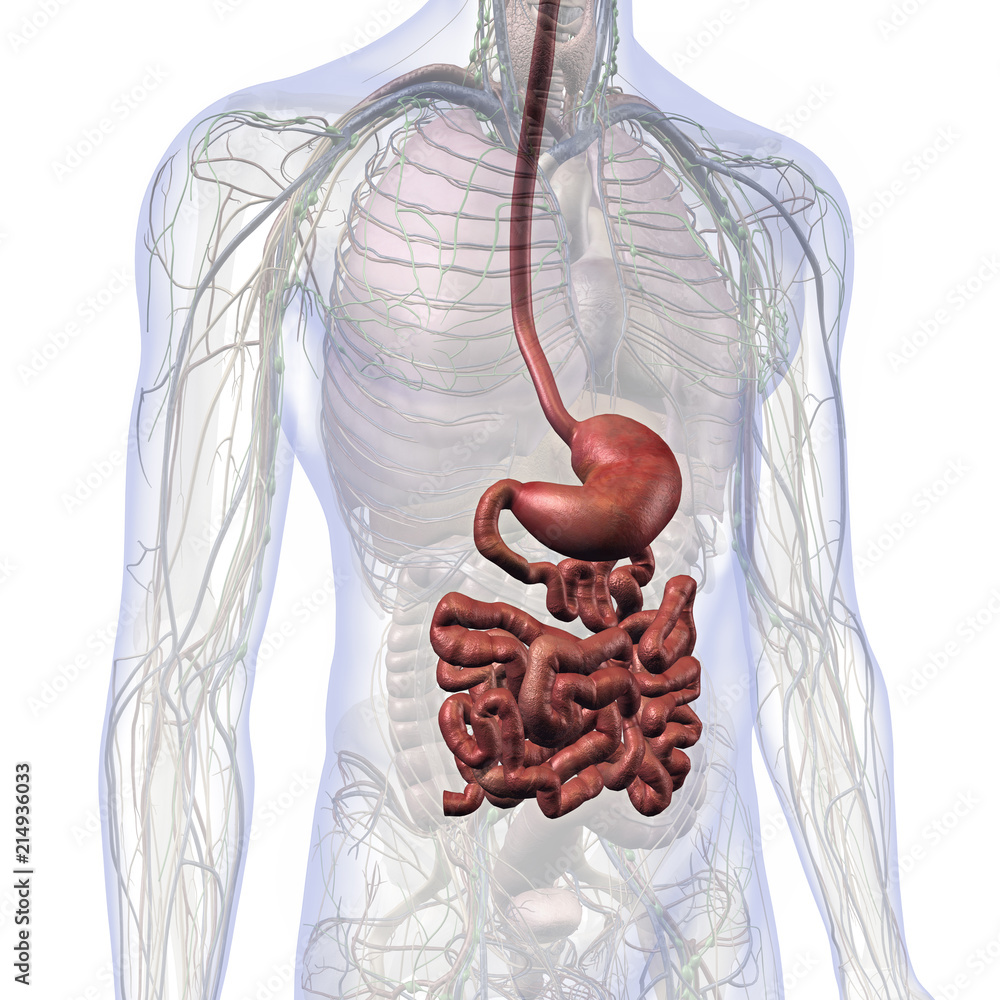 Male Internal Anatomy with Esophagus, Stomach and Small Intestine ...