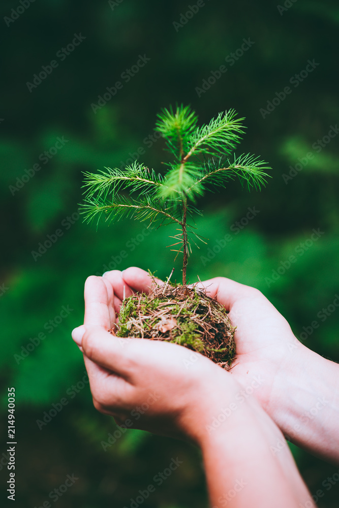Female hand holding sprout wilde pine tree in nature green forest ...
