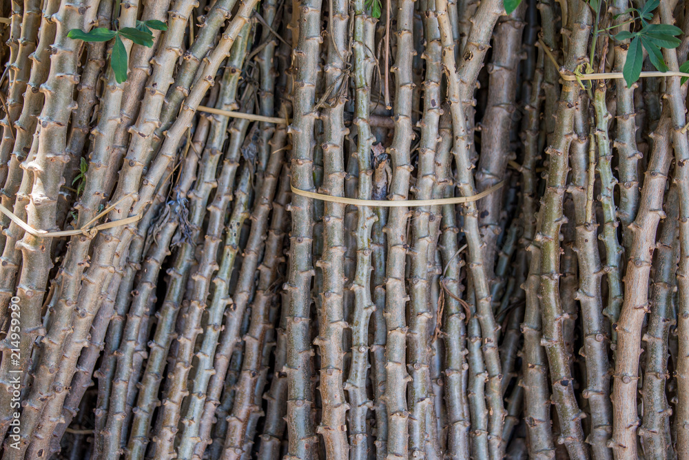 Tapioca tree Stock Photo | Adobe Stock