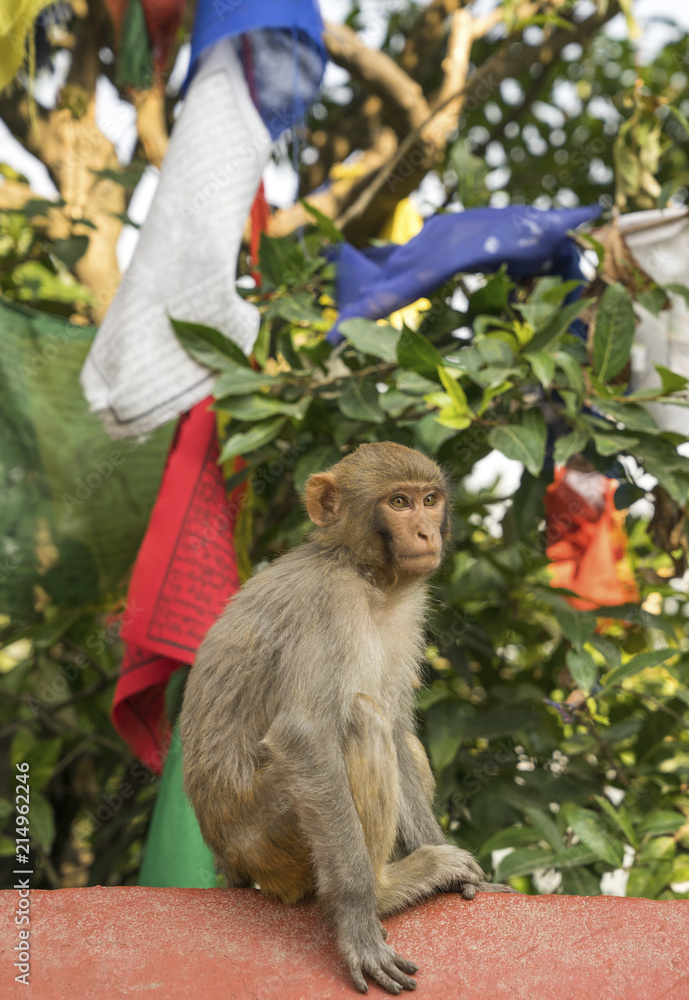 Monkey and prayer flags from Swayambunath temple in Kathmandu Stock ...