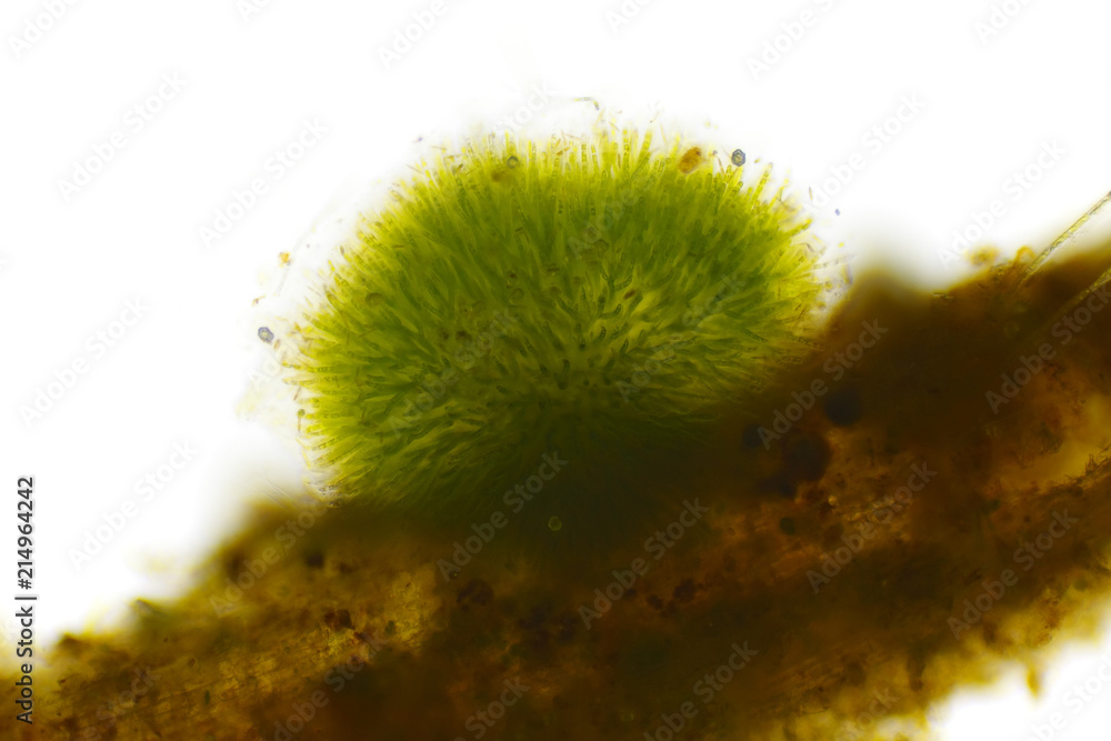 Spherical colony of cyanobacteria (Gleotrichia, blue-green algae) Stock ...